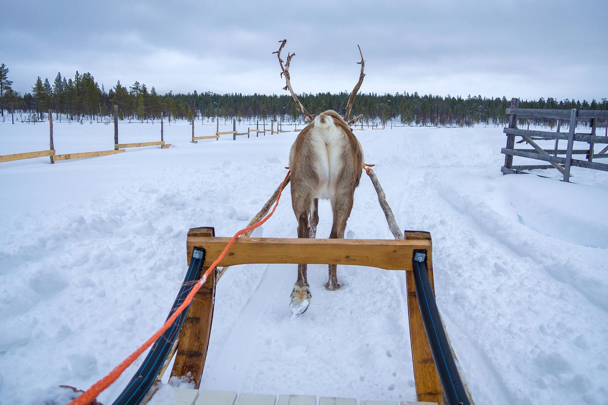 Reindeer driving with sled - Sápmi Adventures